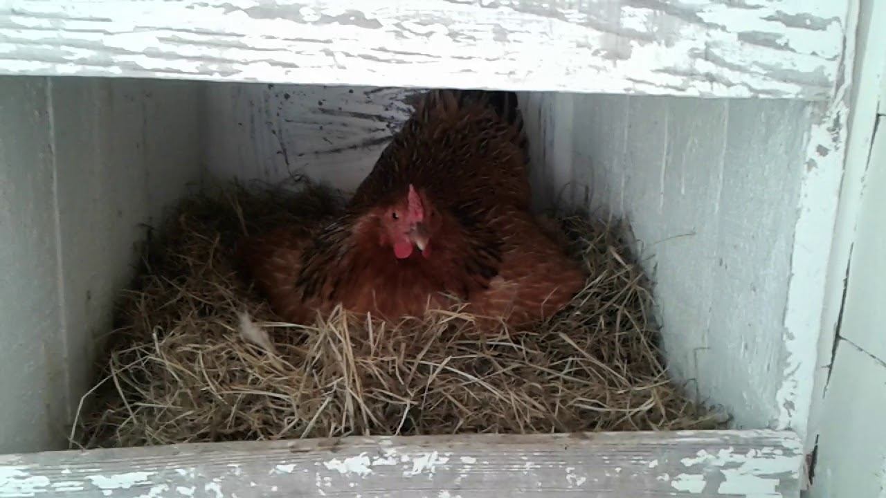 Курица-наседка упрямая но я не сдаюсь. #наседка #куры #chicken