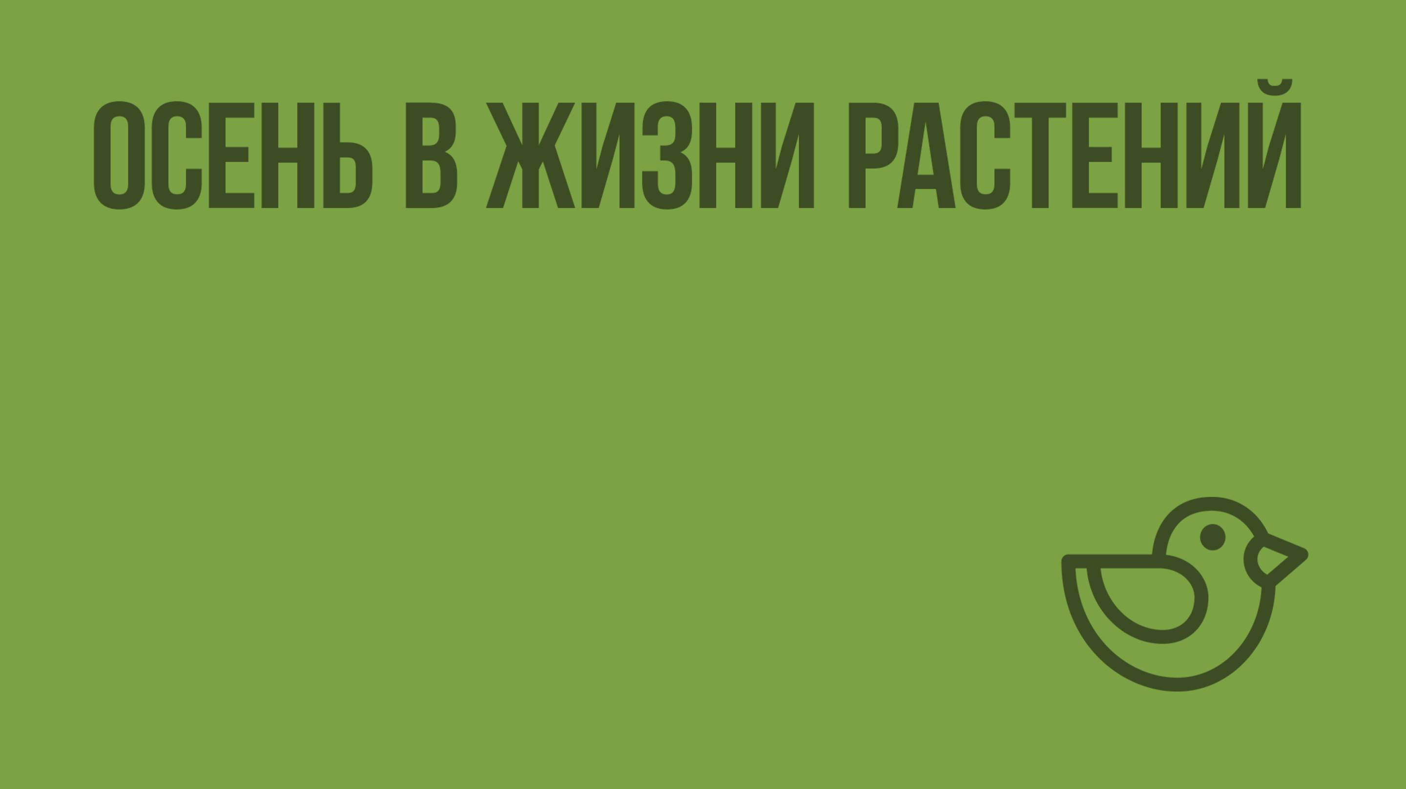 Осень в жизни растений. Видеоурок по окружающему миру 1 класс