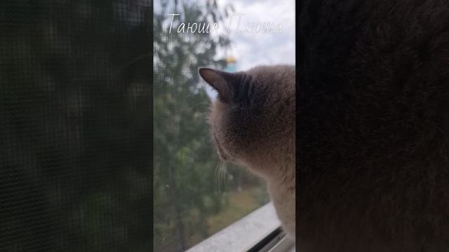 Таюша и новые горизонты