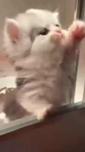 Вы любите котиков?) 🌺🌸