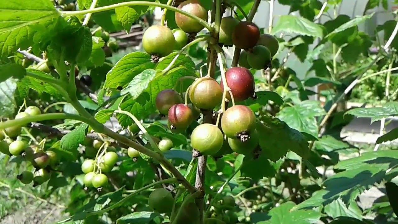 Обзор моего фруктового сада Июль 2020. #садоводство #сад #обзорсада #gardening #overview