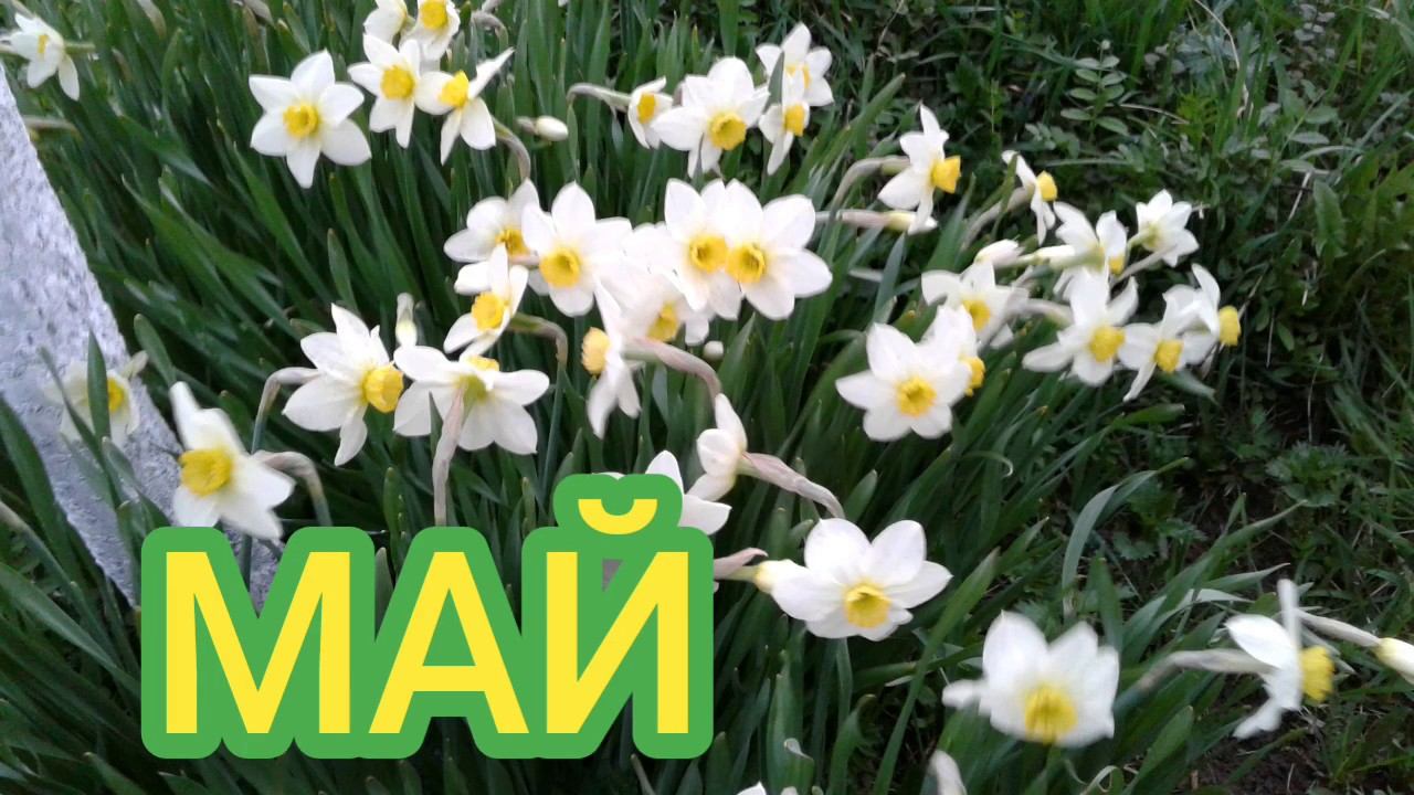 Весна Май Природа просыпается #мойсад #обзорсада #весна #май #spring #mygarden #gardenoverview