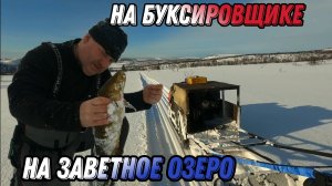 РЫБАЛКА в ГОРНОЙ ТУНДРЕ на КУМЖУ и НАЛИМА. МОТОБУКСИРОВЩИК в деле.