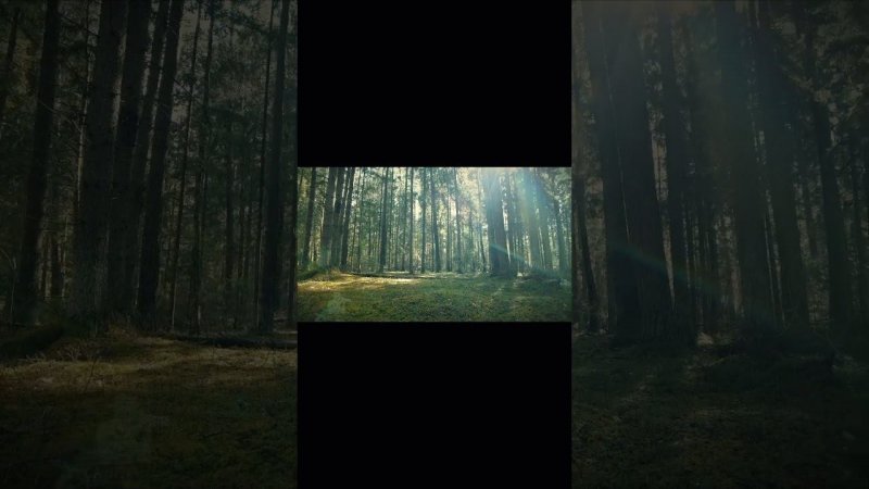 woodland #shorts #short #shortvideo