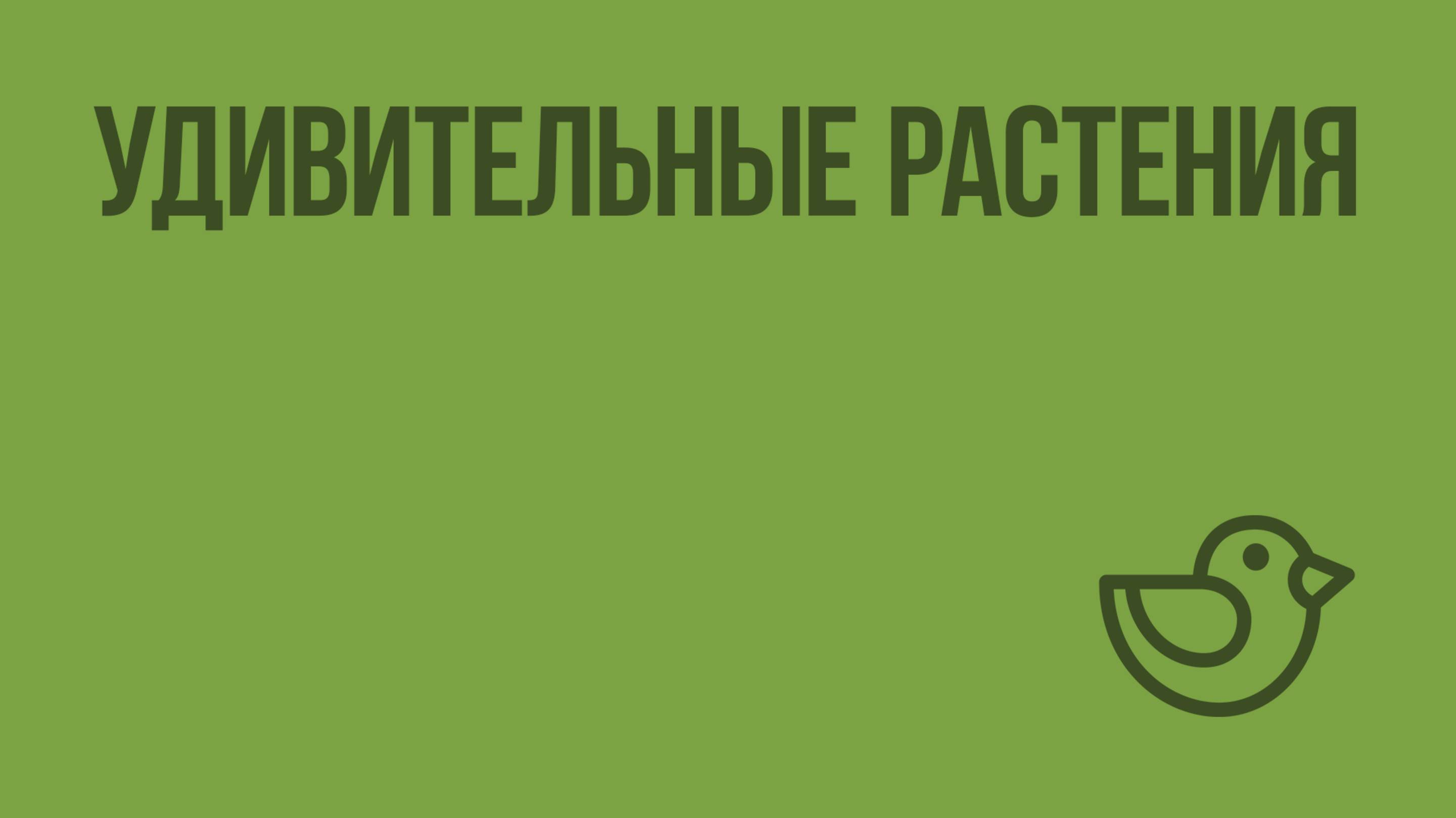 Удивительные растения . Видеоурок по окружающему миру 1 класс