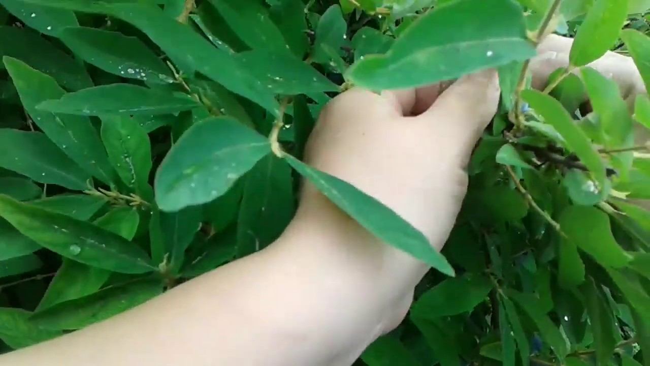 Жимолость собираю Расцвели алые маки #жимолость #сборягод  #ягоды #цветы #мойсад #berry #honeysuckle