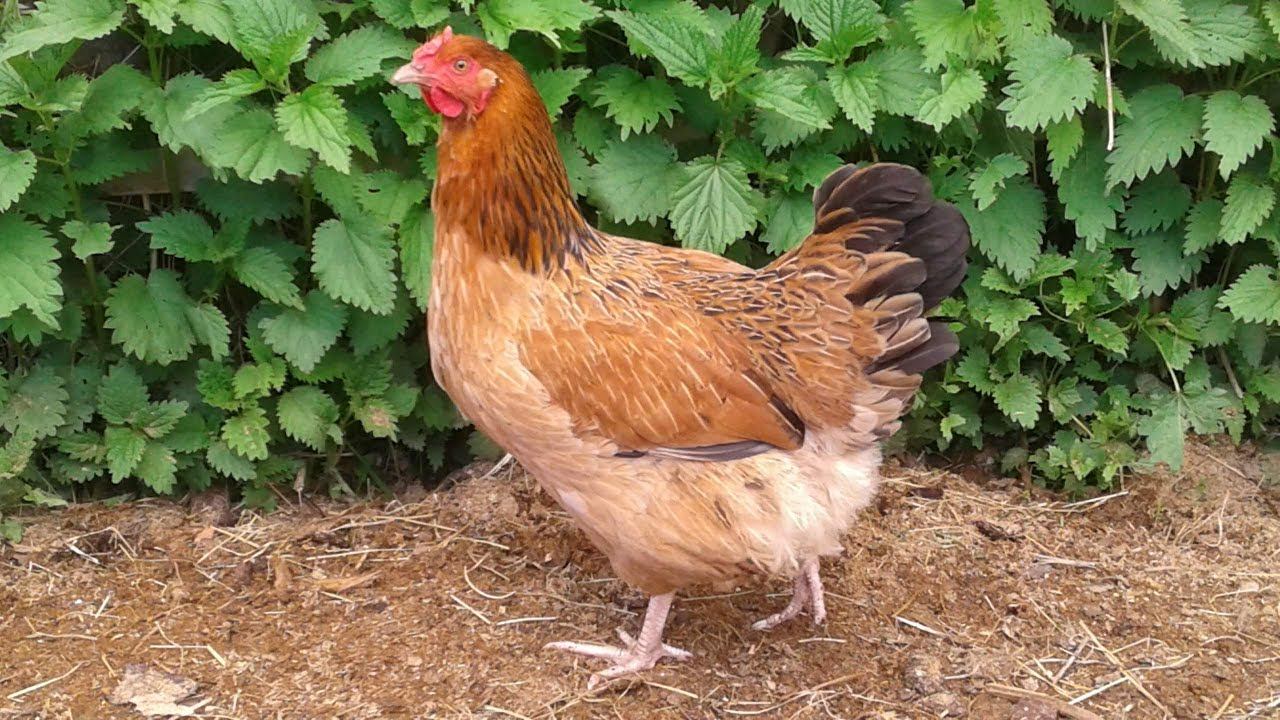 Курица сдалась.#курынесушки #куры #курятник #chicken #henhouse #hen