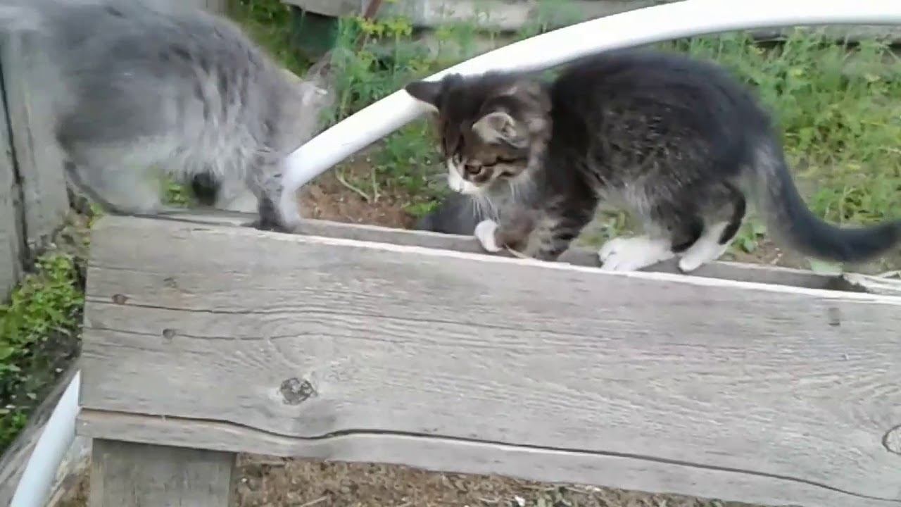 Дружная семейка #котята #мойпитомец #mypet #cats #kitten