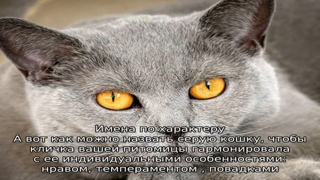 Как назвать серую кошку