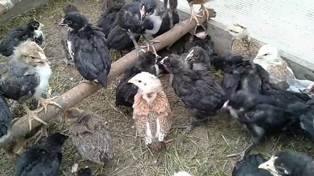 Брудер в нашем хозяйстве перевели цыплят в курятник #брудер #цыплята #курятник #chikens #henhouse