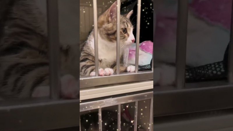 Стационар в ветклинике "Косточка"