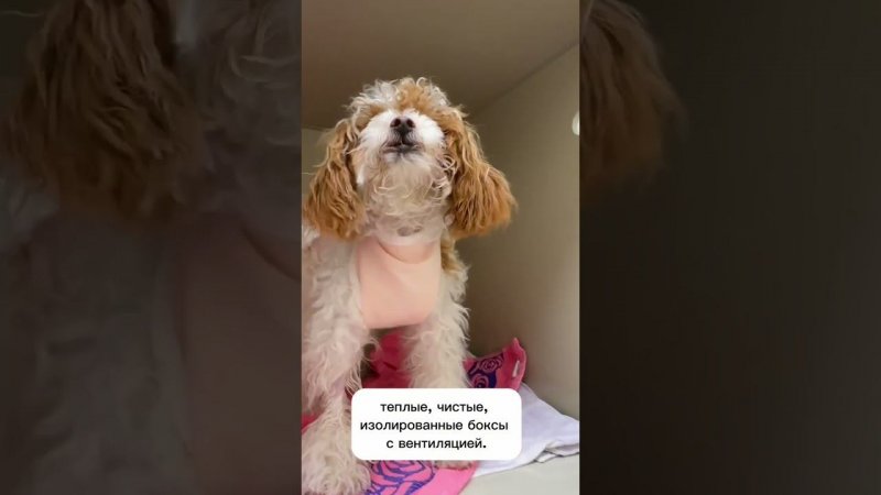 Стационар в ветеринарных клиниках Косточка