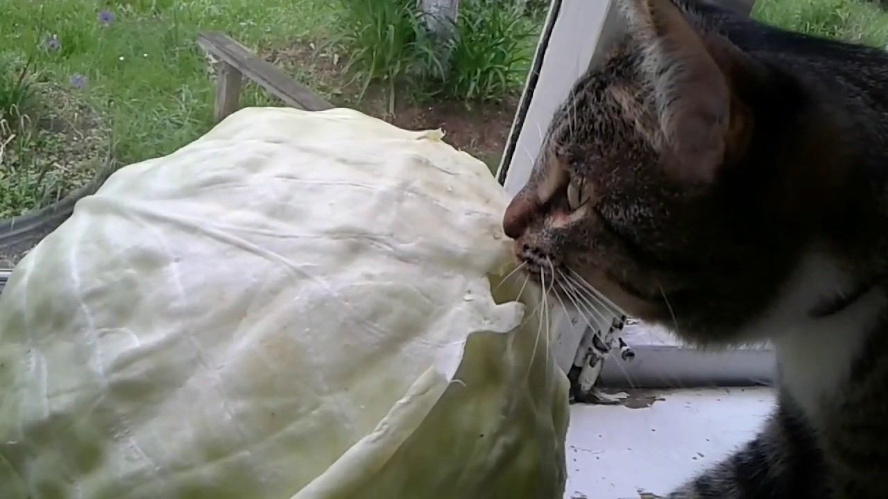 Кот веган 2 #кот #капуста #мойпитомец #mypet #cat #funnyvideo #смешноевидео