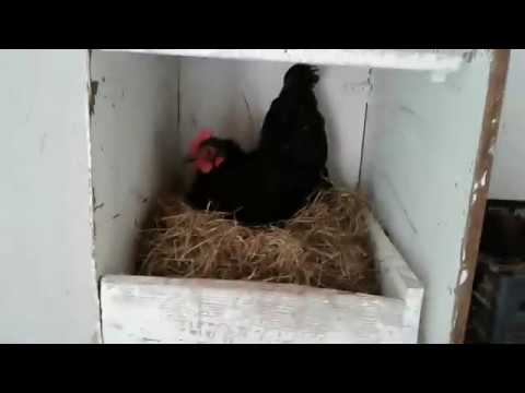 Освобождаю  кур из темниц.#chicken #henhouse #курынесушки #курятник #куры