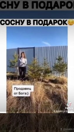 сосну в подарок