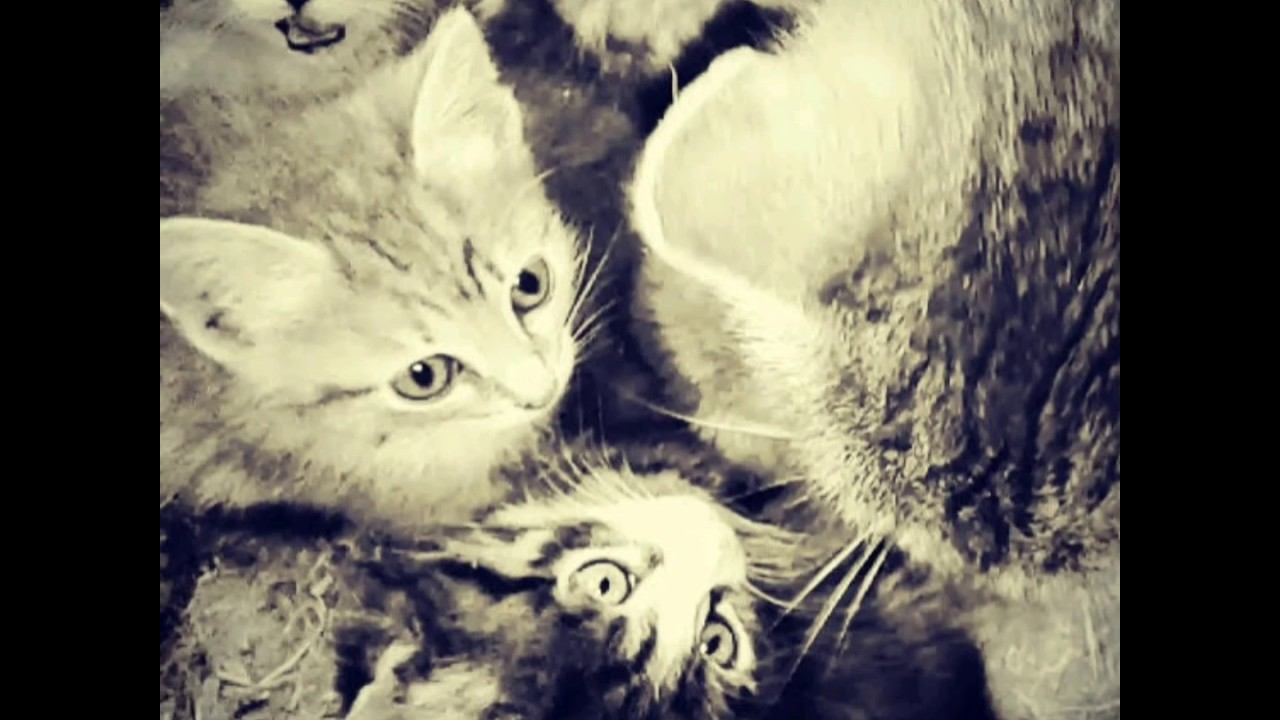 Отдали котёнка Кошка страдает  #кошка #котята #cat #kitten #мойпитомец #mypet