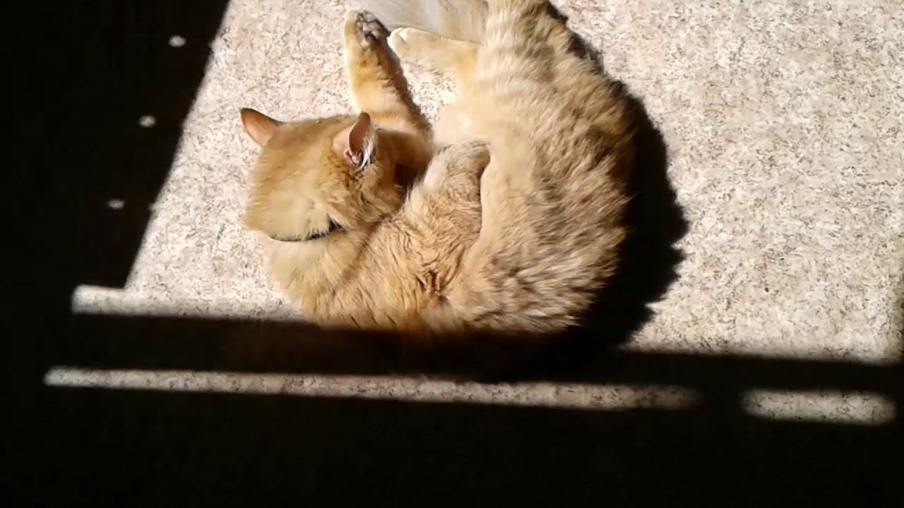 Кошка на солнышке #кошка #cat #mypet #мойпитомец