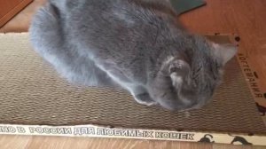 Очень понравилась когтеточка кошке!❤️