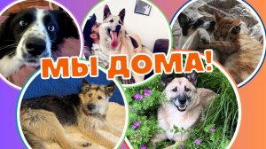 Помогите спасти наших сородичей, люди!