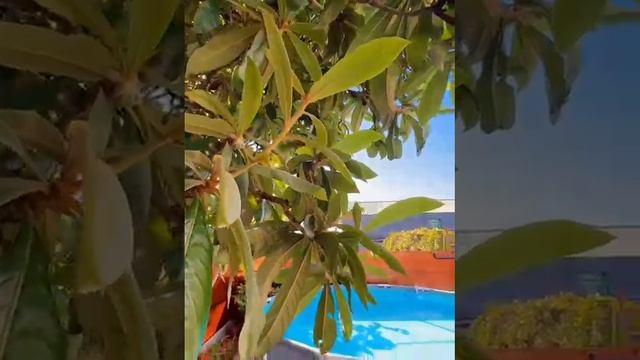 Посуточная Аренда у моря-Сочи-курорт ЛОО-Терраса Хаус-бассейн-вид на море