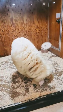 zoo #cat #animal #sheep