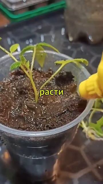 Рассада помидоров