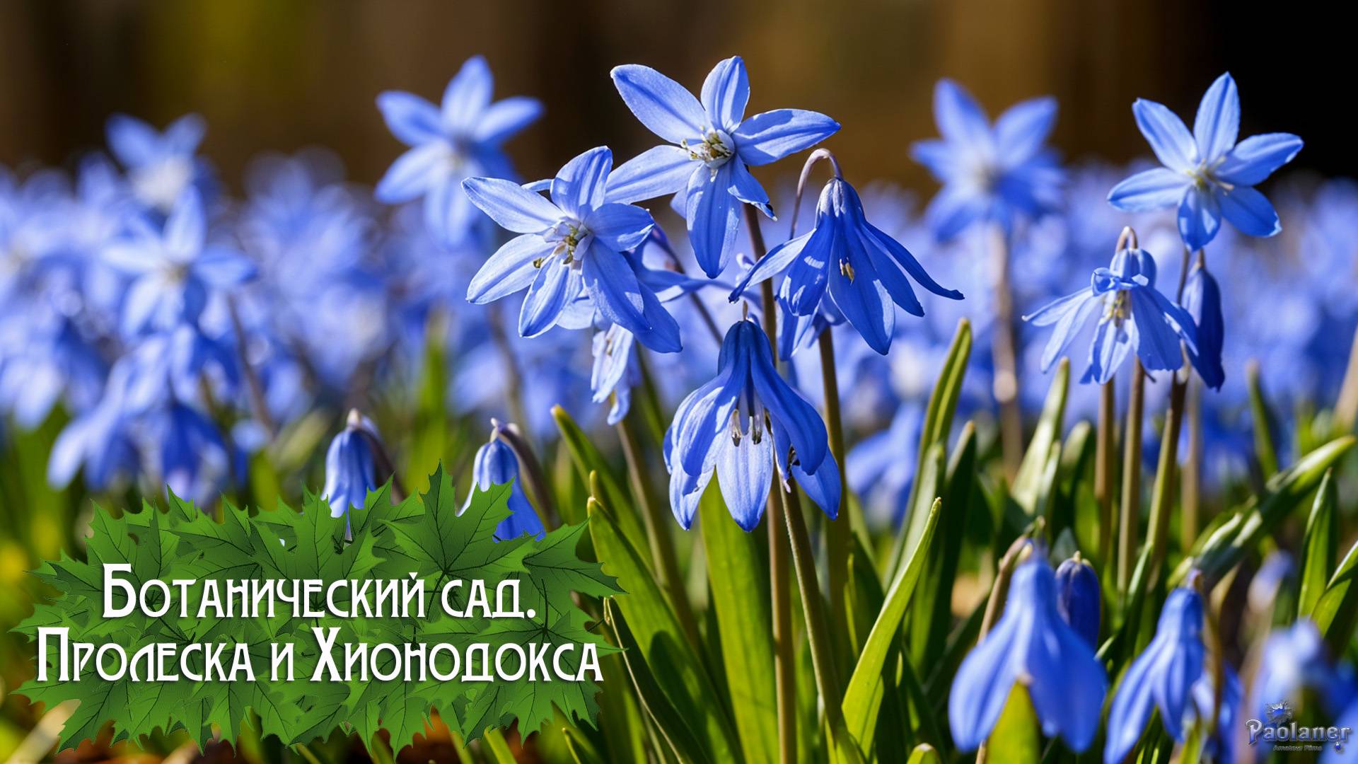 Ботанический сад. Пролеска и Хионодокса (2025)