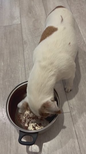 Никакие посудомойки нам не нужны. Облизьяна в действии 😂