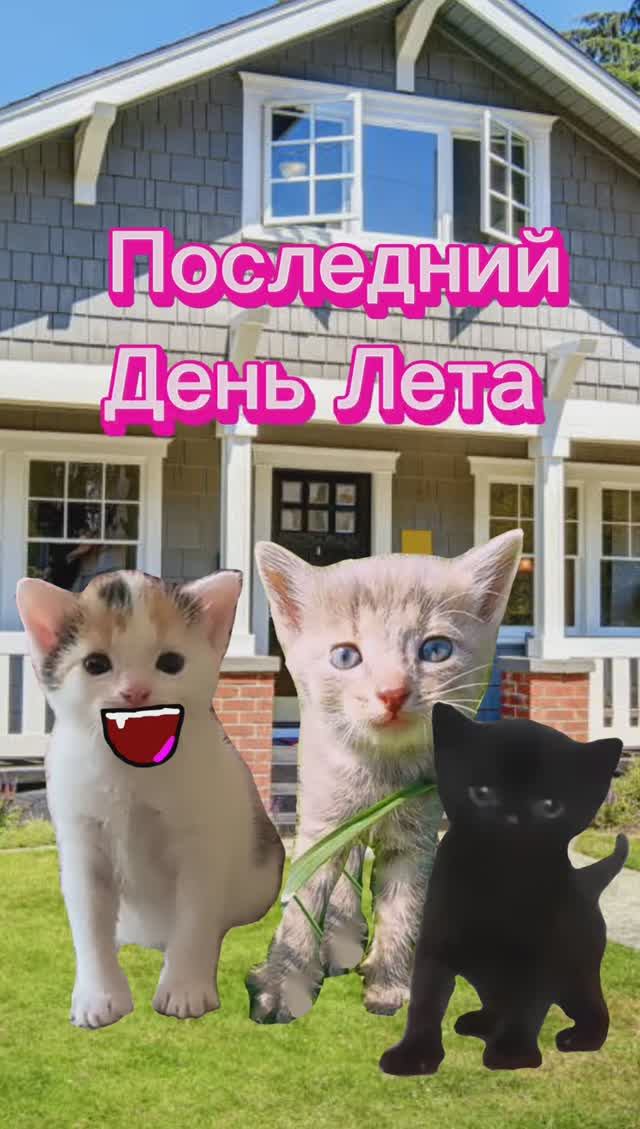 Недели котёнок Shorts (18)