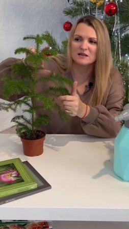 ЧТО ЗА АРАУКАРИЯ? #garden #conifers #хвойные