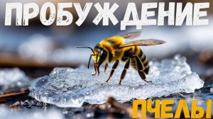 Пробуждение пчелы. Весна пришла Тает Лед. Пчела во льду. Замерзшие в снегу Красивое спонтанное видео