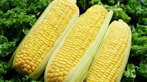 Выращивание кукурузы по технологии ORGANICUM и ORGANOFERT | #кукуруза #удобрения #органика