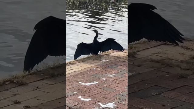 The Anhinga: Birds of Florida