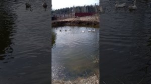 Авторитеты хулиганят