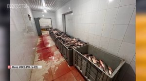Деятельность преступной группы, занимающейся незаконным вывозом рыбы, пресекли в Дагестане