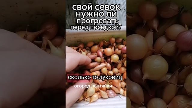 Лук севок