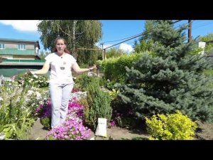Хвойные растения. ORGANICUM в гостях у Садового Мира.