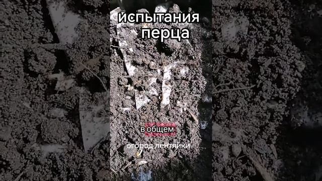 Рассада перца