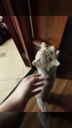 Кошка Фрося с когтеточкой❤️