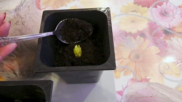 Спасаем переросшие луковицы лилий. Срочно высаживаем их  в горшки