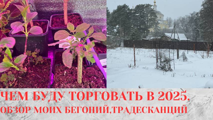 ЧТО С ДЗЕНОМ / ЧЕРЕНКУЮ ГОРТЕНЗИИ / О ПРОДАЖАХ