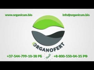 Подробнее о пшенице от Organicum!