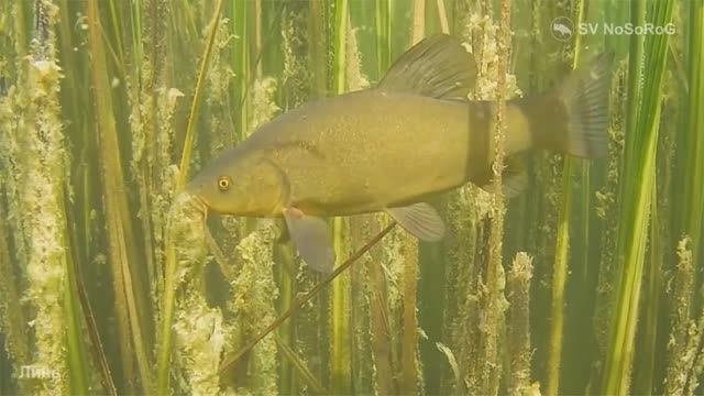 Какие водоёмы и места обитания в основном предпочитает Линь (Tench) — Tinca tinca ?