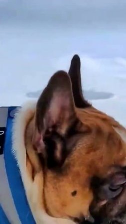 Тяжело идти по сугробам #бульдоги #собака #french #frenchie #французскийбульдог