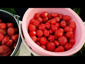 Простые правила роста клубники. ORGANICUM в гостях у "Садового Мира".