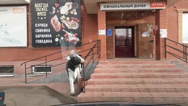 Холодный вечер в деревне и олень.