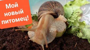 АННА. А у меня новый питомец!
