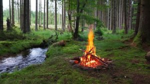 🌲 Настоящий лесной костер 🔥 Успокаивающие звуки природы