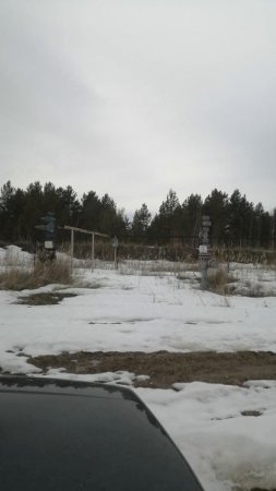 Куст