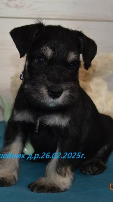 Два Цвергшнауцера черный с серебром мальчики.